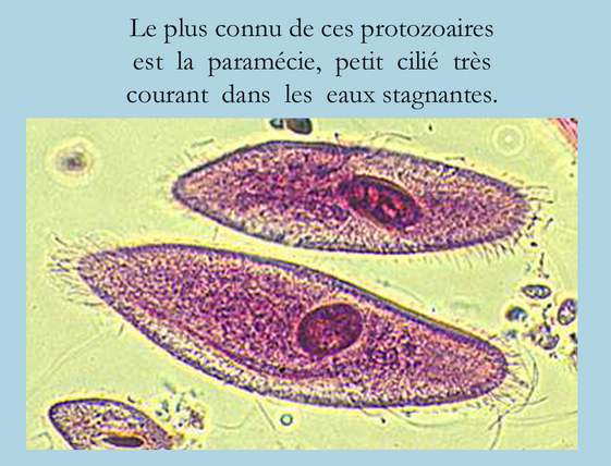 Protozoaire